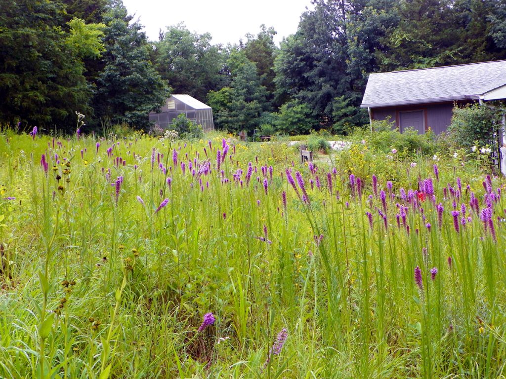 Including Native Plants in Your Yard | Columbia Audubon Society